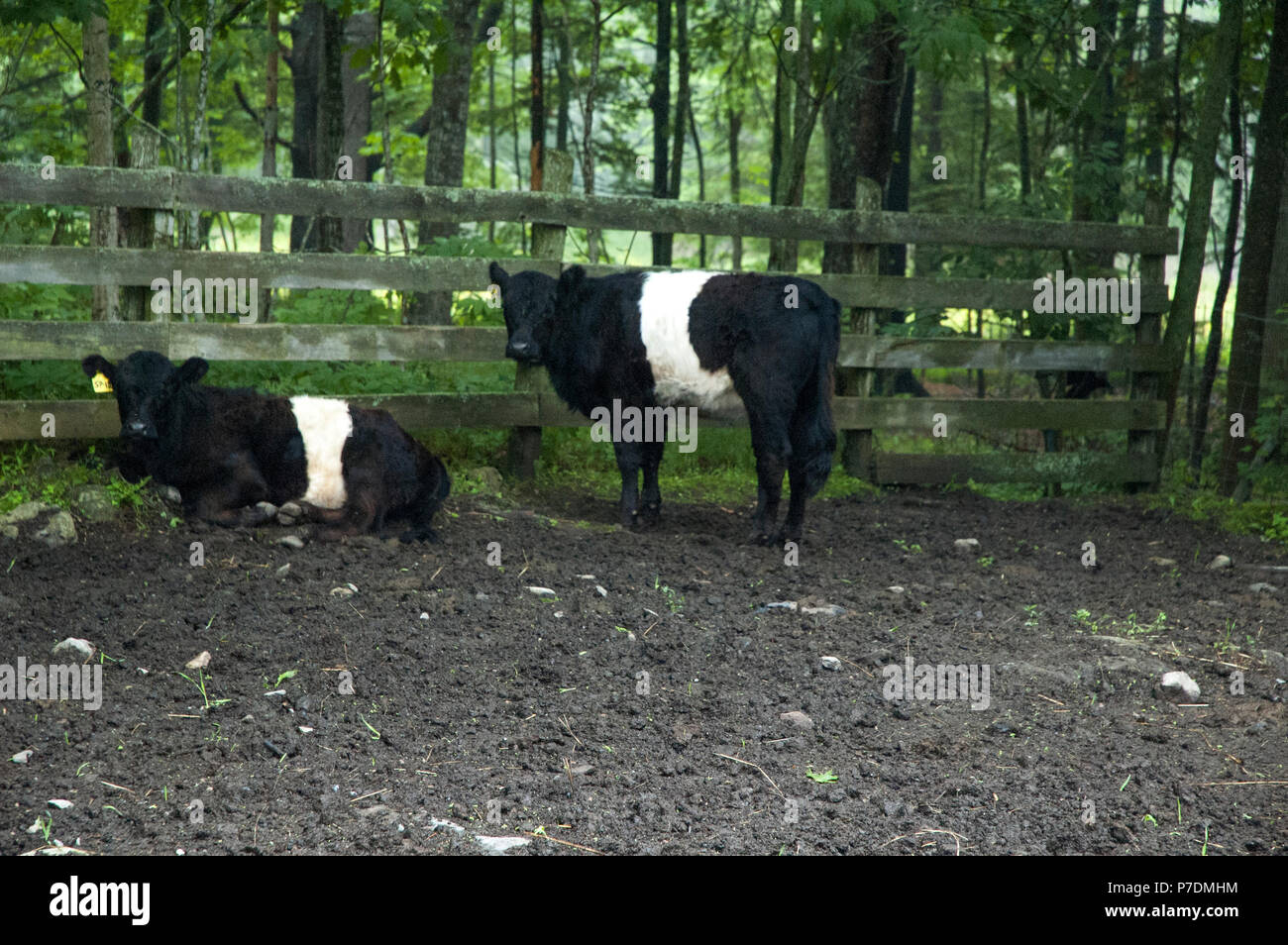 Belted Cows are very popular in various places around the world Stock ...