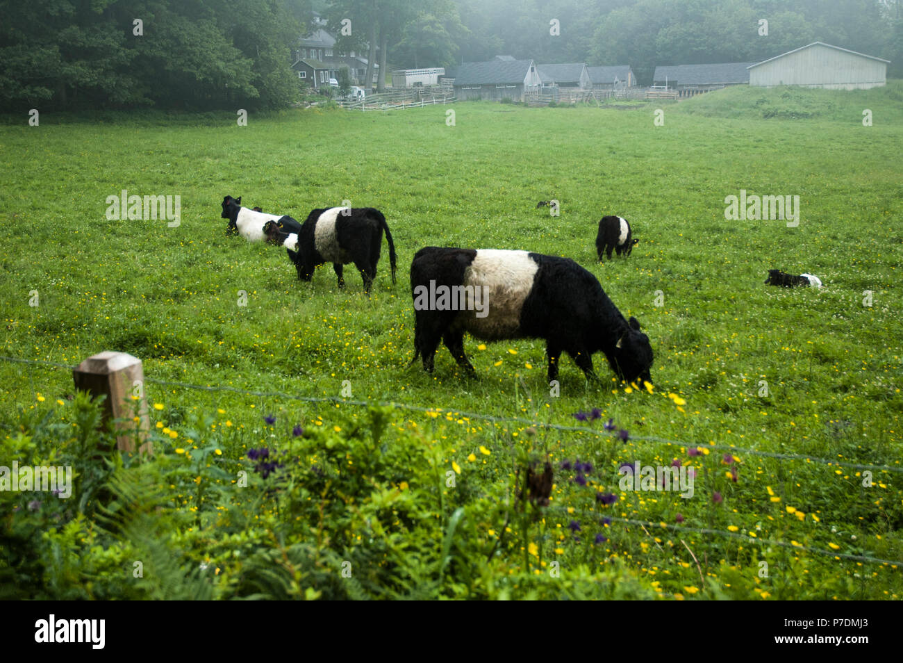 Belted Cows are very popular in various places around the world Stock ...