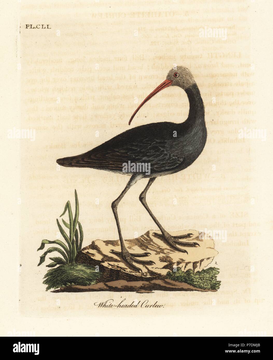 Hadada or hadeda ibis, Bostrychia hagedash? (White-headed curlew ...