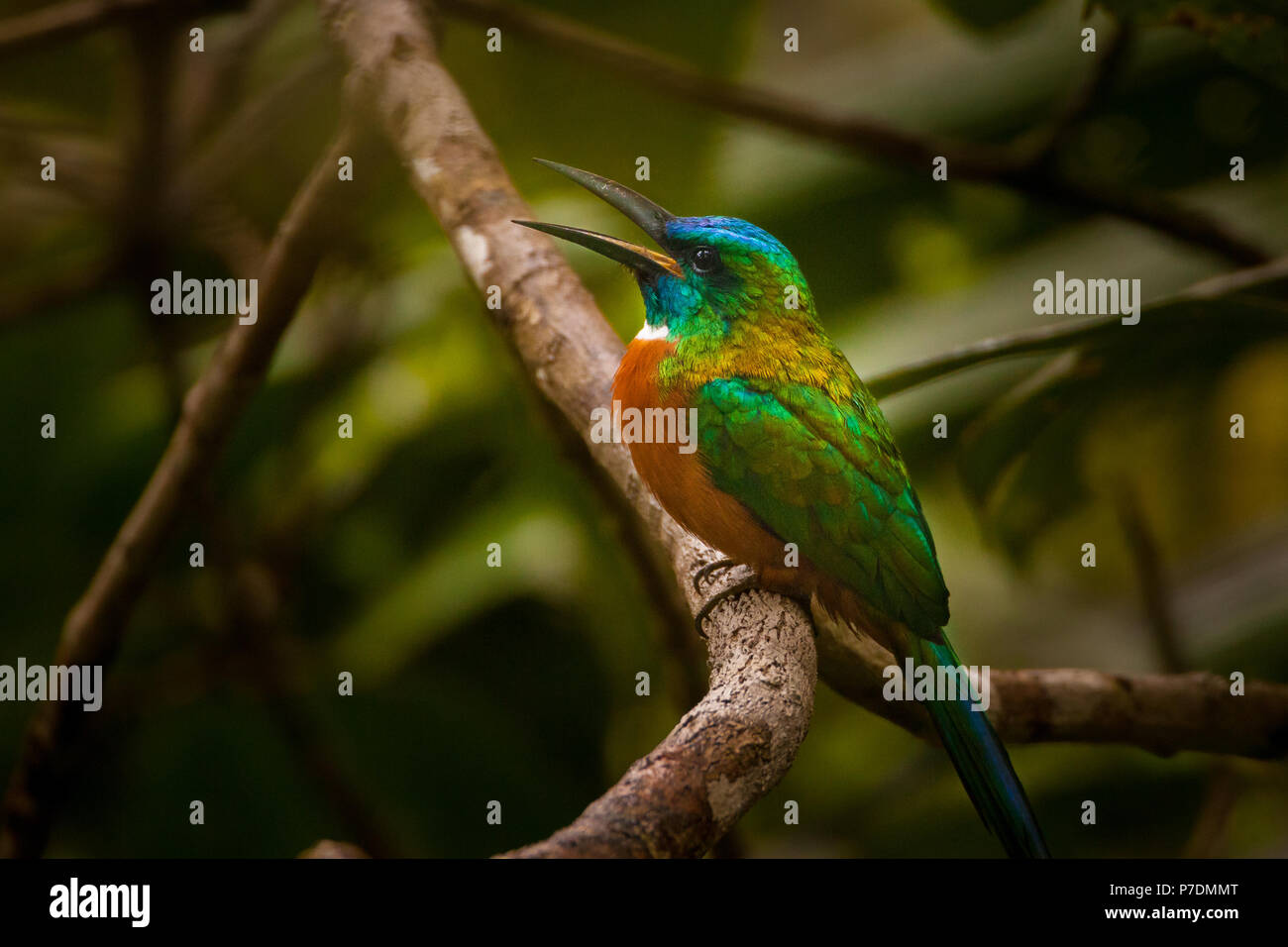 Great Jacamar, sci.name; Jacamerops aureus, in Burbayar nature reserve ...