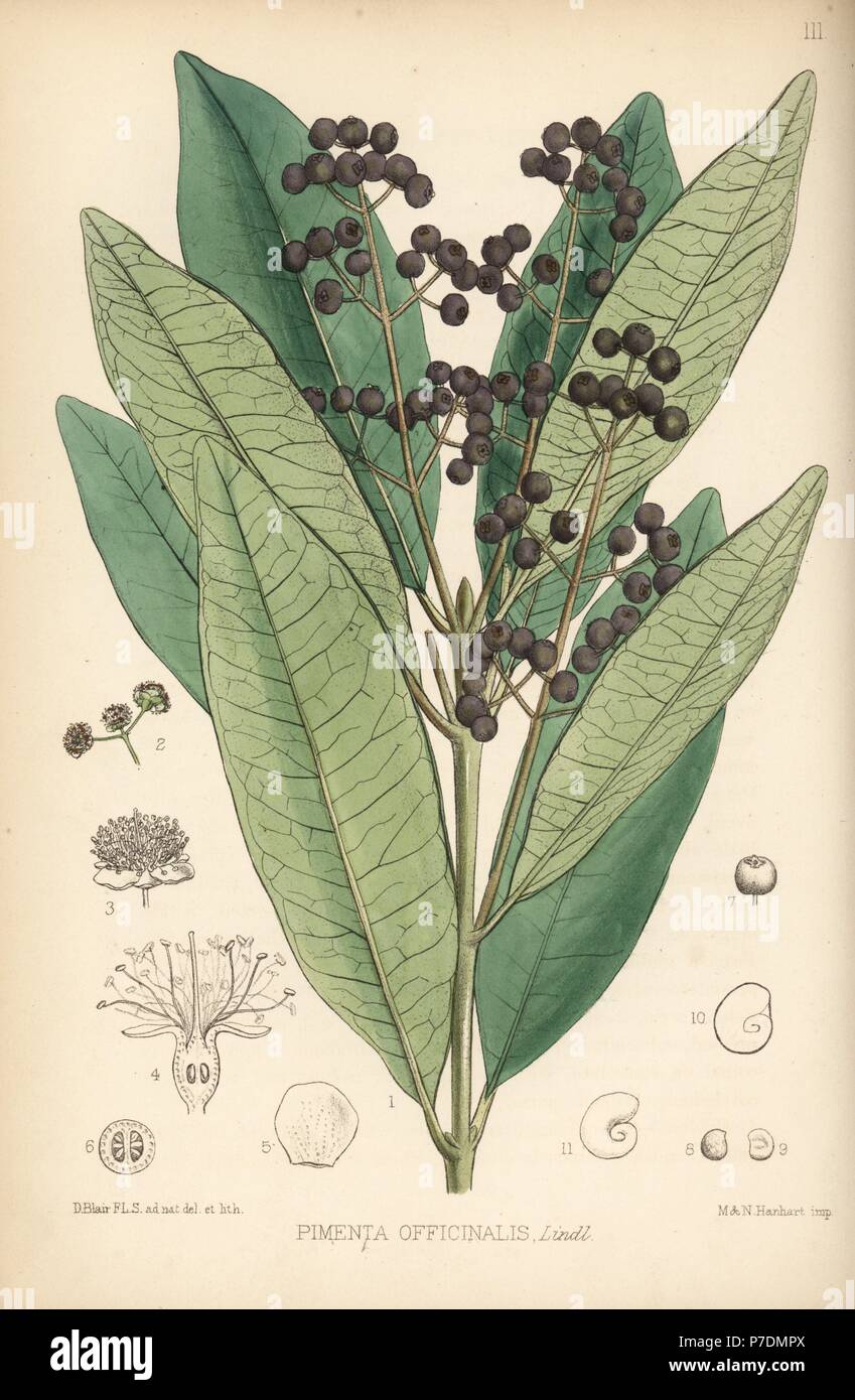 Allspice, Jamaica pepper or pimenta, Pimenta dioica (Pimenta ...