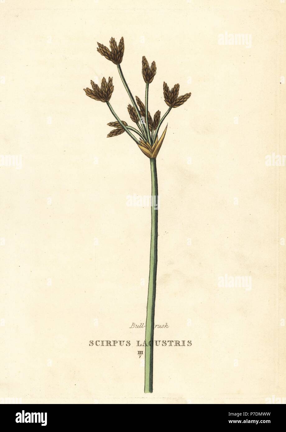Bull rush botanical illustration hi-res stock photography and images ...
