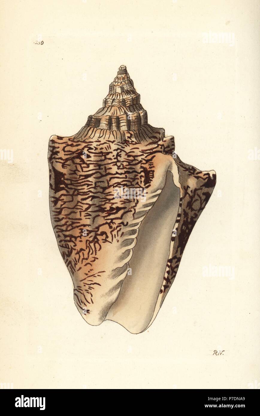 Hebrew volute, Voluta ebraea (Veined volute, Voluta hebraea ...