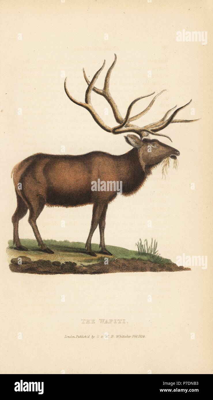 Elk or wapiti, Cervus canadensis (Cervus strongyloceros). Handcoloured ...