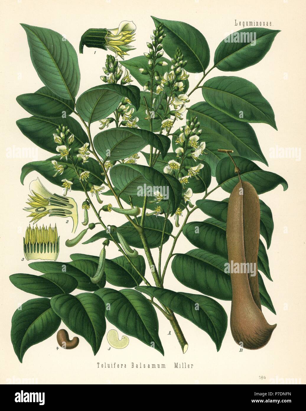 Tolu balsam, Myroxylon balsamum (Toluifera balsamum). Chromolithograph ...
