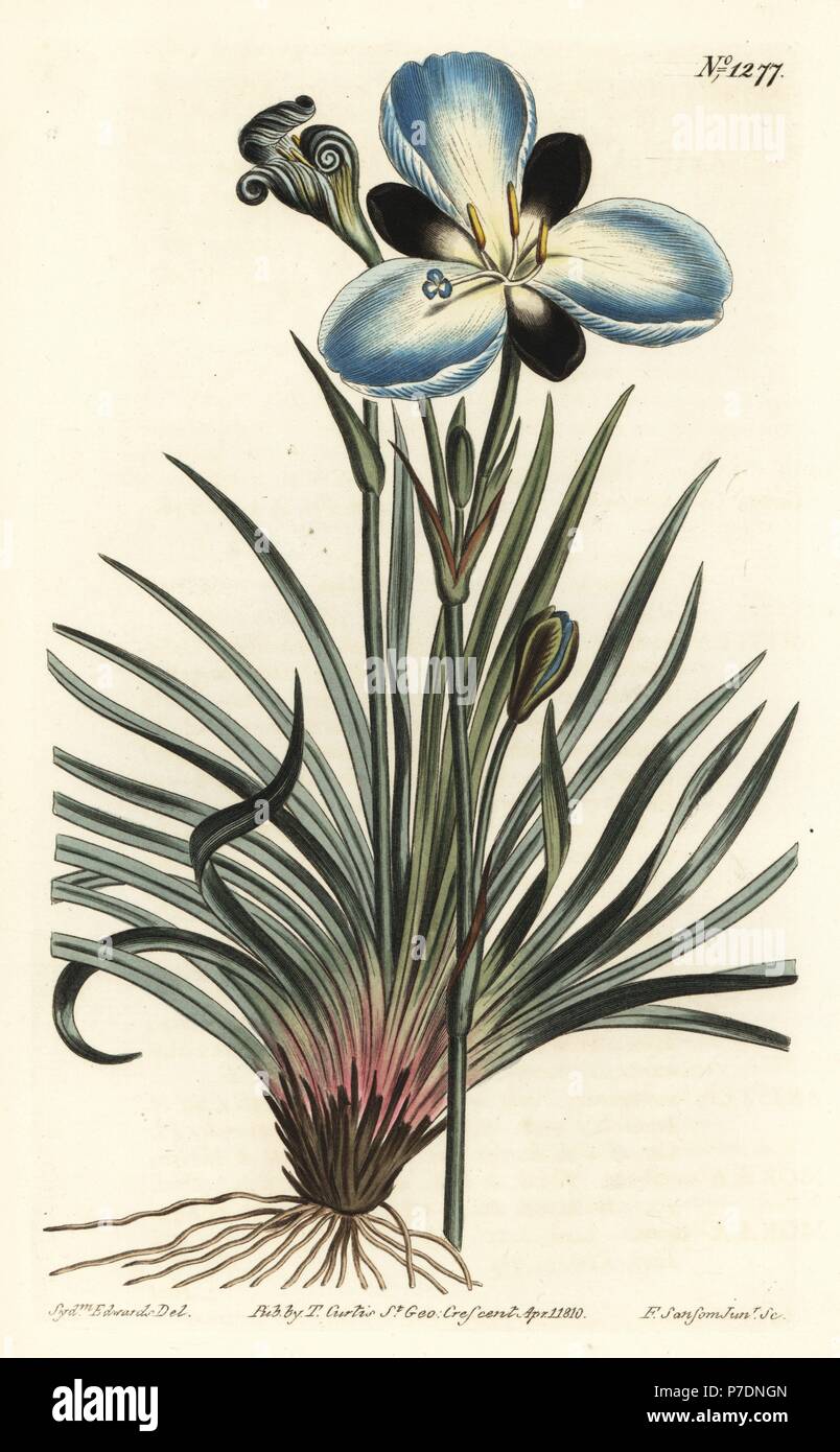 Mourning flowered aristea hi-res stock photography and images - Alamy