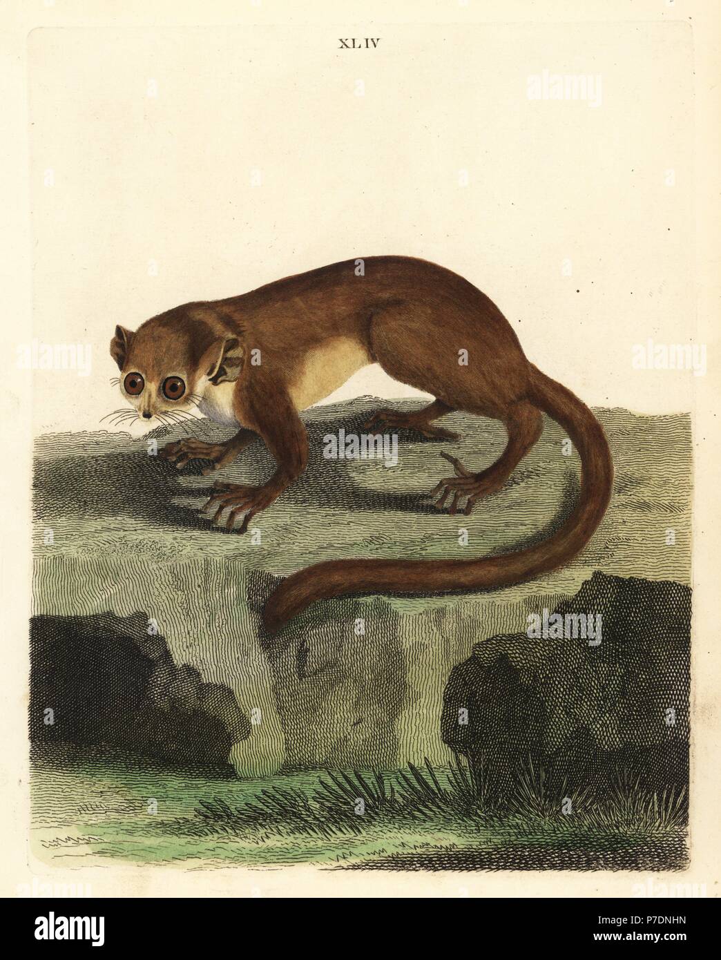 Gray mouse lemur, Microcebus murinus (Maucauco, Lemur murinus) in the ...