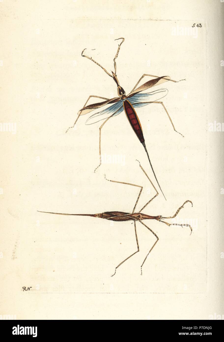 Water stick insect ranatra linearis hi-res stock photography and images ...