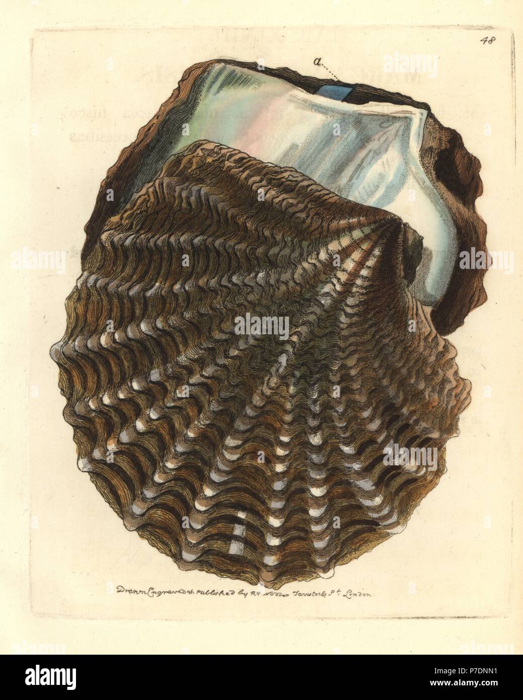 Black lip oyster hi-res stock photography and images - Alamy