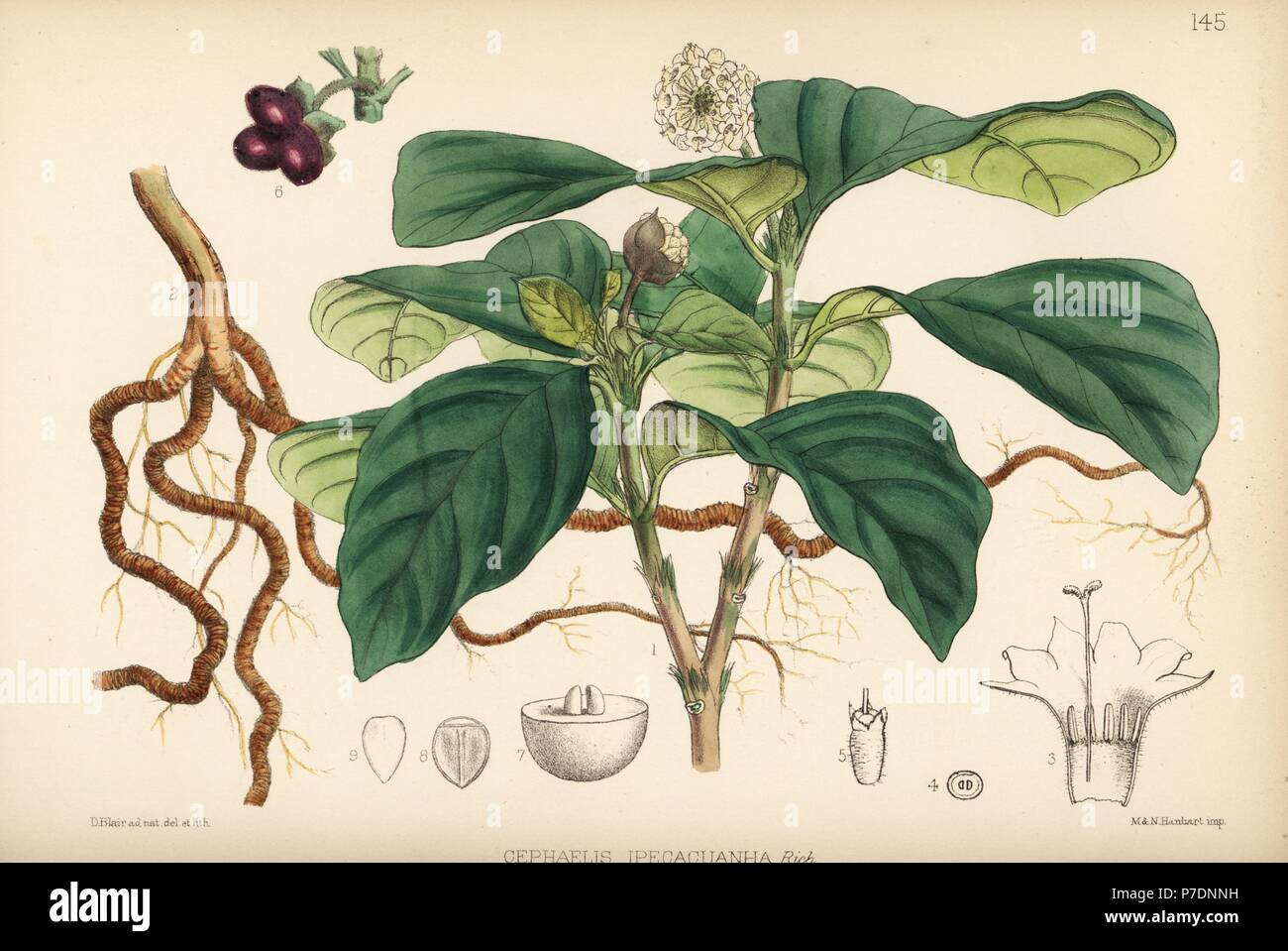 Syrup of ipecac hi-res stock photography and images - Alamy