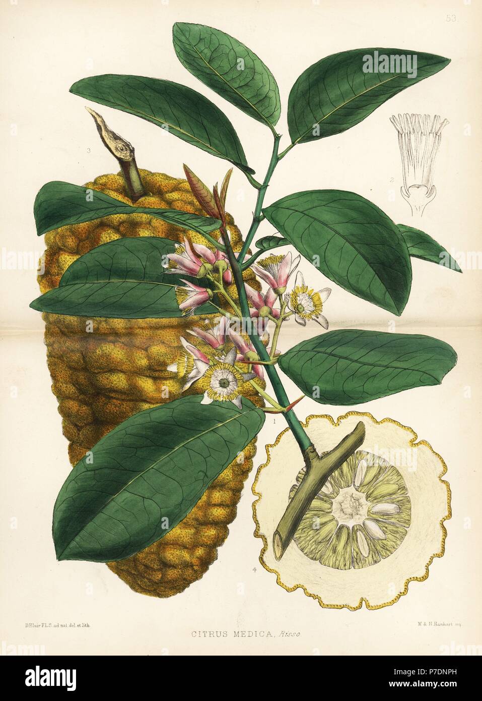 Citron or cedrat, Citrus medica. Handcoloured lithograph by Hanhart ...