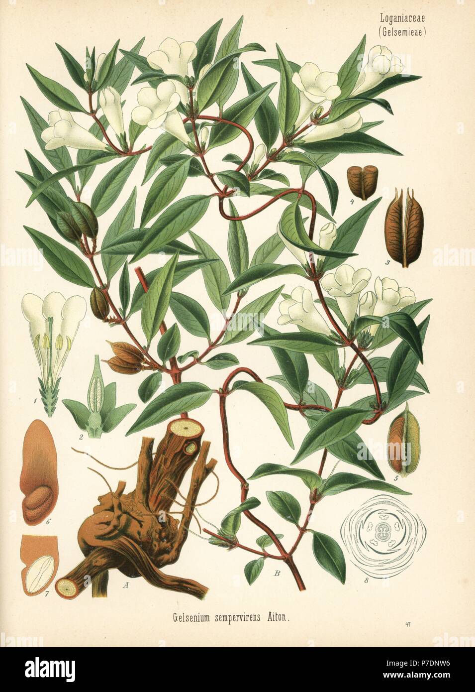 Yellow jessamine or jasmine, Gelsemium sempervirens (Gelsenium ...