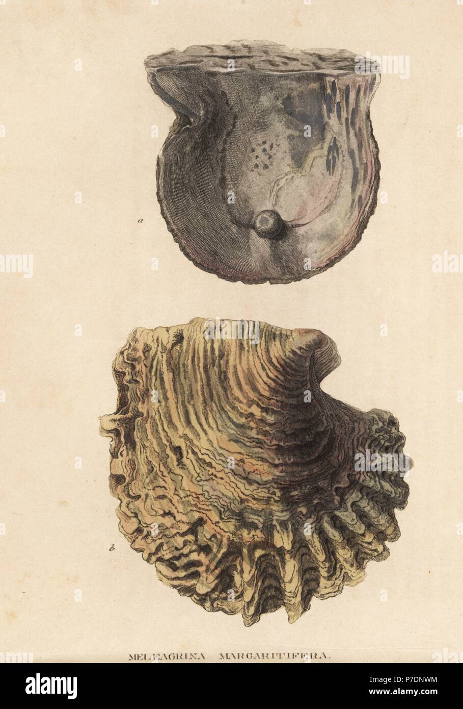 Pearl margaritifera margaritifera hi-res stock photography and images ...