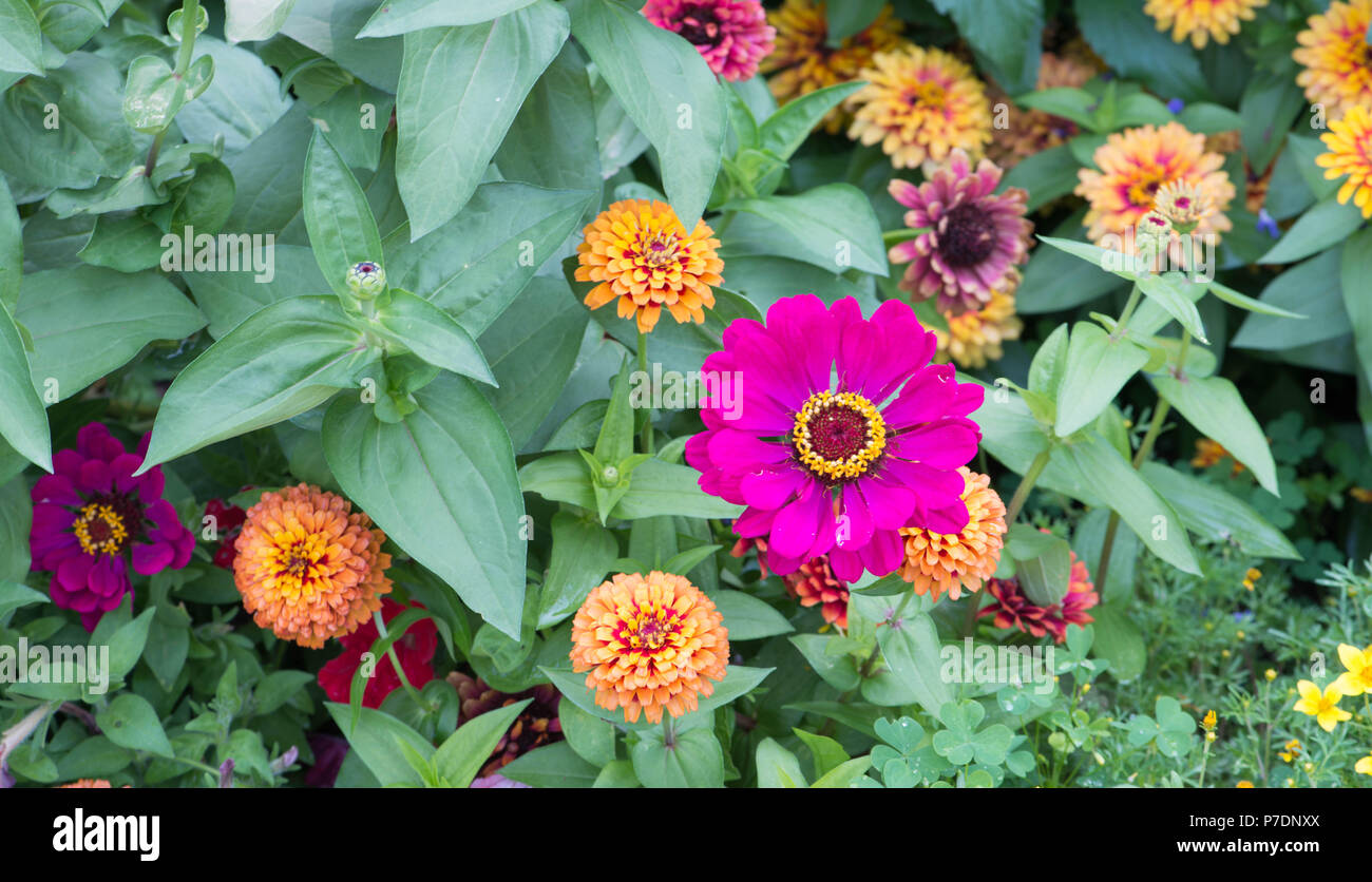 Flowers blooming in the garden in July surronded by leaves Stock Photo ...