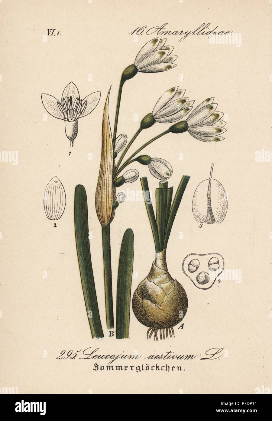 Summer snowflake, Leucojum aestivum. Handcoloured lithograph from ...