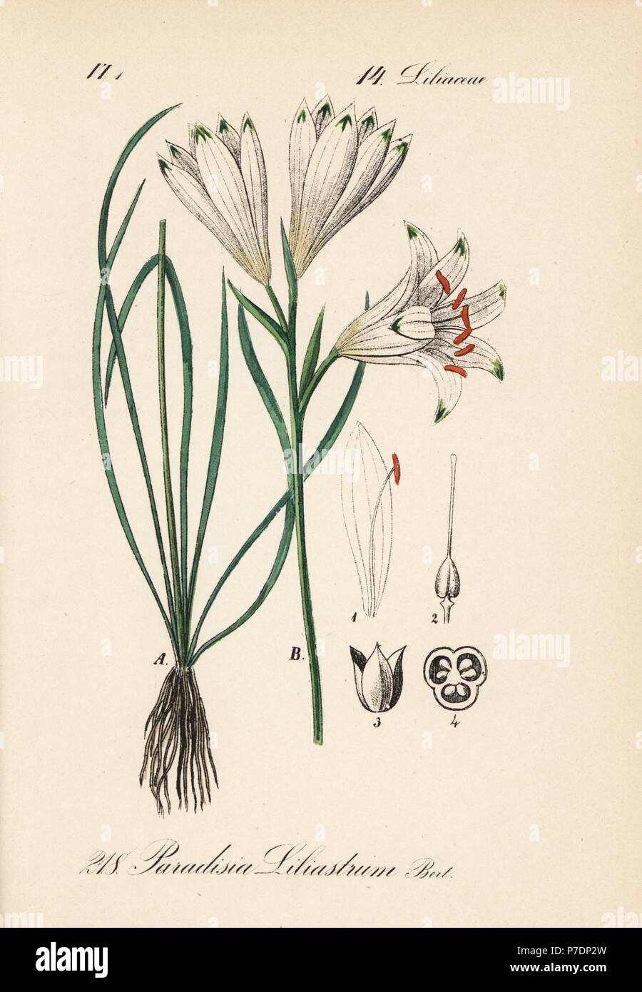 Paradise lily, Paradisea liliastrum. Handcoloured lithograph from ...