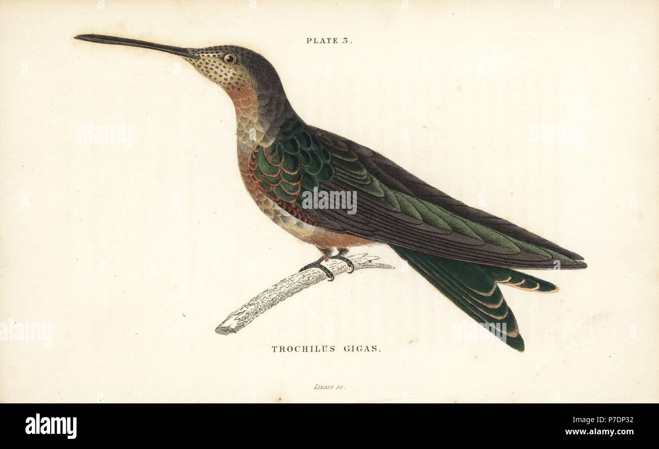 Giant Hummingbird Patagona Gigas Trochilus Gigas Handcoloured Steel Engraving By William