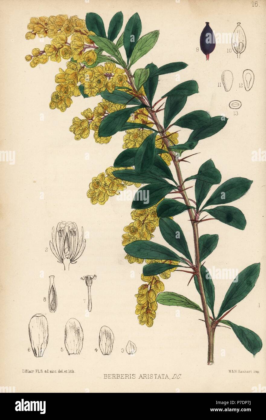 Indian barberry, tree turmeric or sumlu, Berberis aristata ...