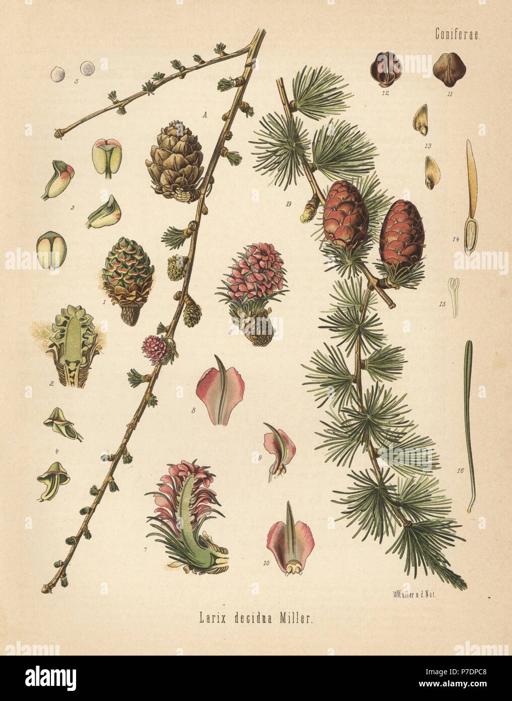 European larch, Larix decidua. Chromolithograph after a botanical ...