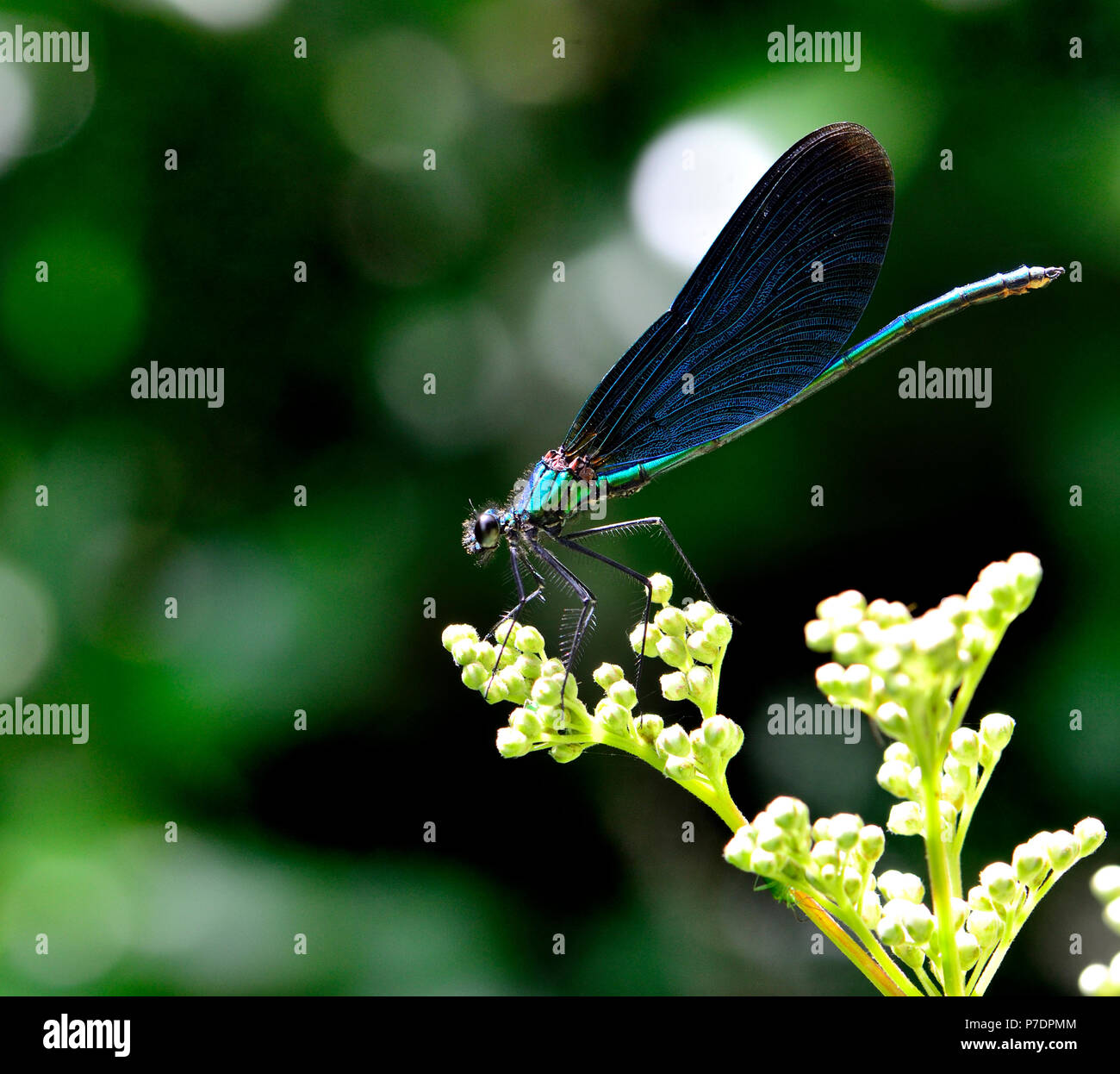 Beautiful demoiselle damselfly hi-res stock photography and images - Alamy