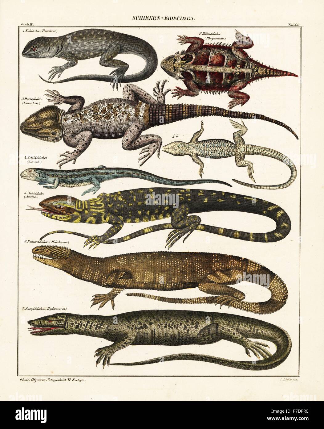 Mexican reptiles hi-res stock photography and images - Alamy