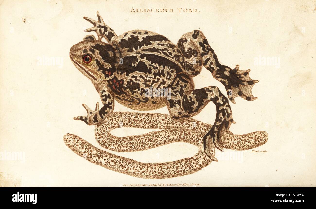 Spadefoot or garlic toad, Pelobates fuscus (alliaceous toad, Rana ...