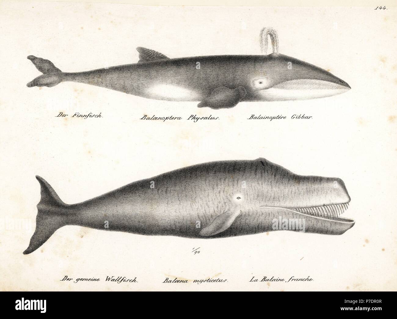 Balaena physalus hi-res stock photography and images - Alamy