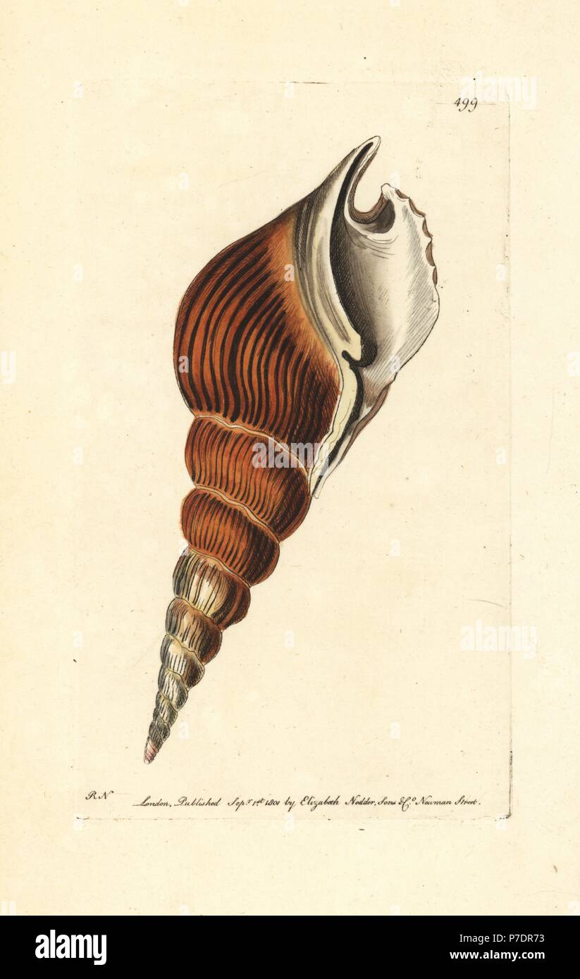 Spindle tibia shell hi-res stock photography and images - Alamy