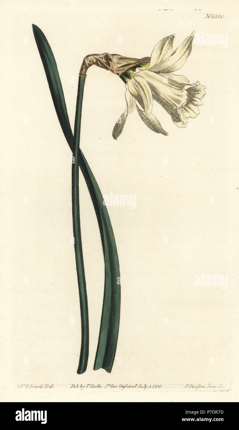 Smaller white Spanish daffodil, Narcissus pseudonarcissus subsp ...