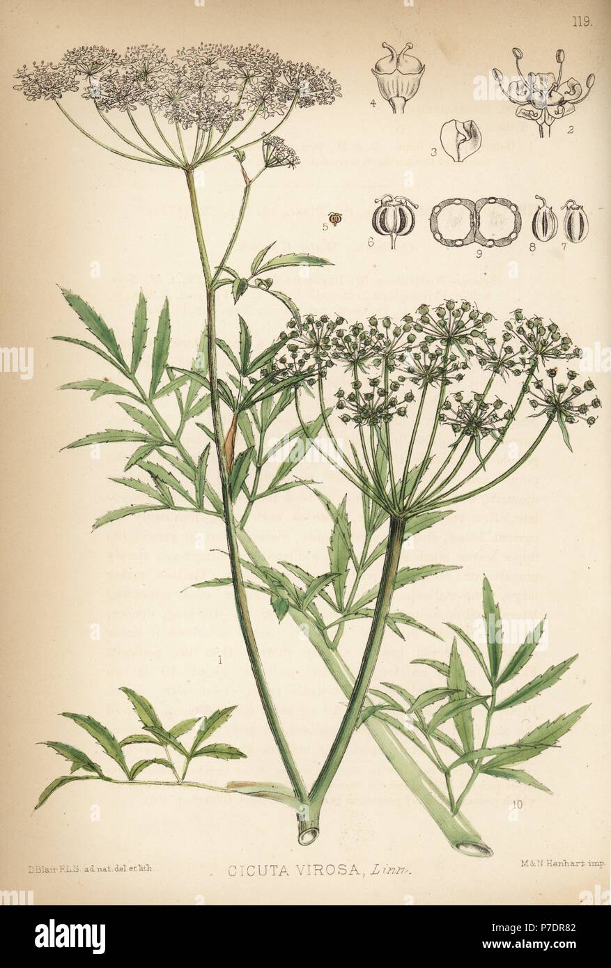 Cowbane or northern water hemlock, Cicuta virosa. Handcoloured ...