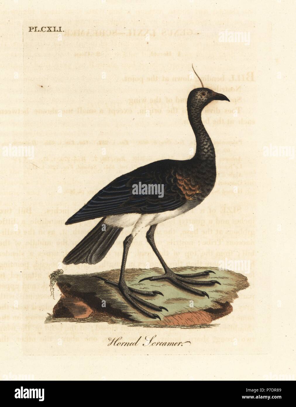 Horned screamer bird hi-res stock photography and images - Alamy