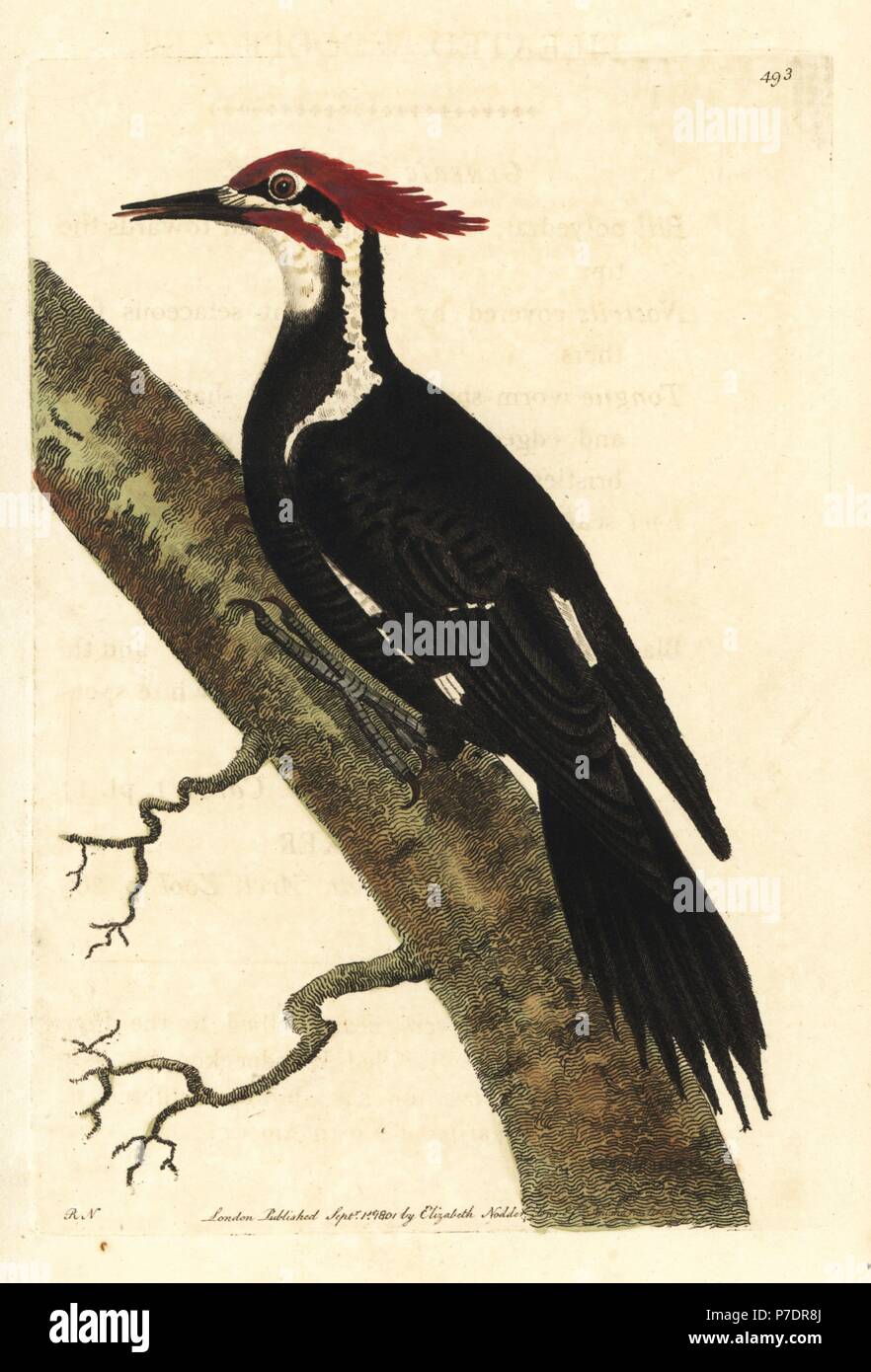 Pileated woodpecker, Dryocopus pileatus (Picus pileatus). Illustration ...