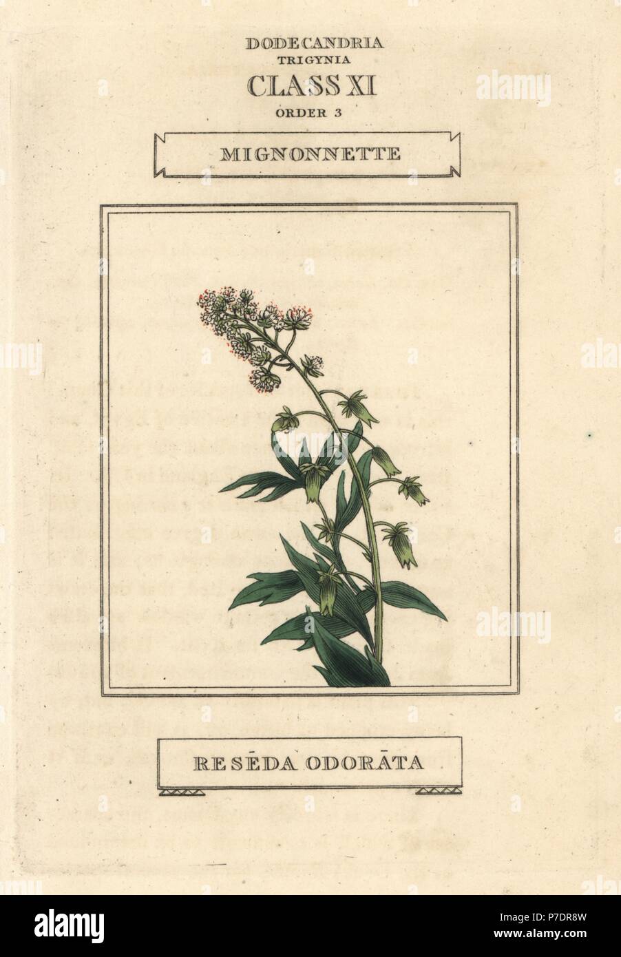 Reseda odorata reseda odorata hi-res stock photography and images - Alamy