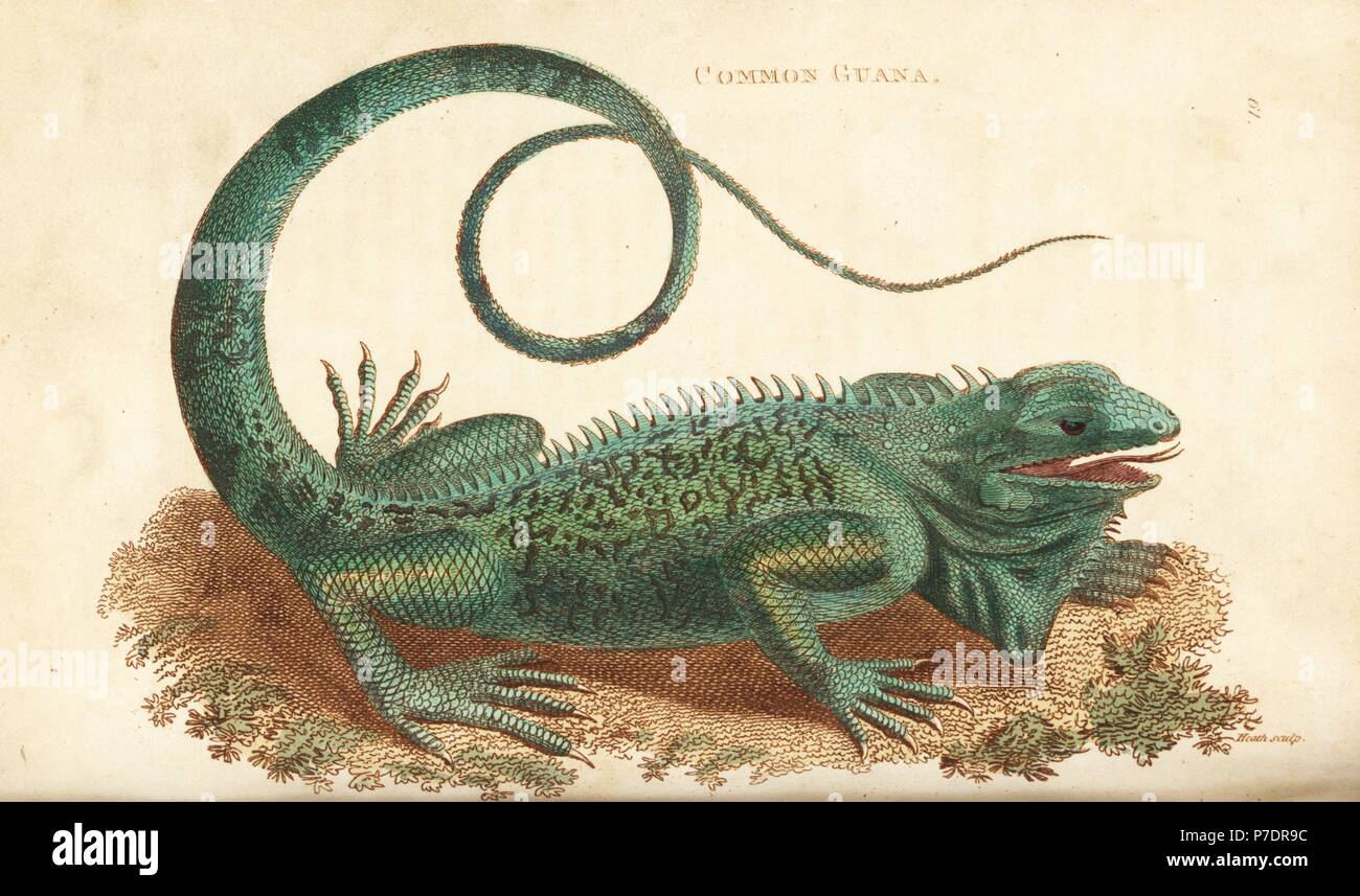 Green iguana, Iguana iguana (Common guana, Lacerta iguana ...