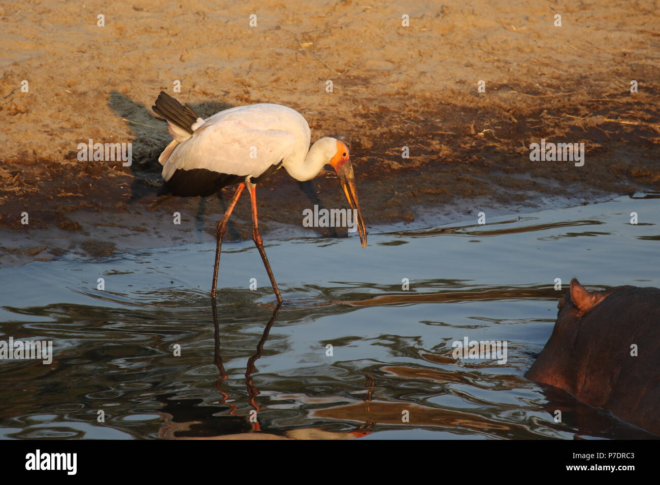 Hippo life and death Stock Photo - Alamy