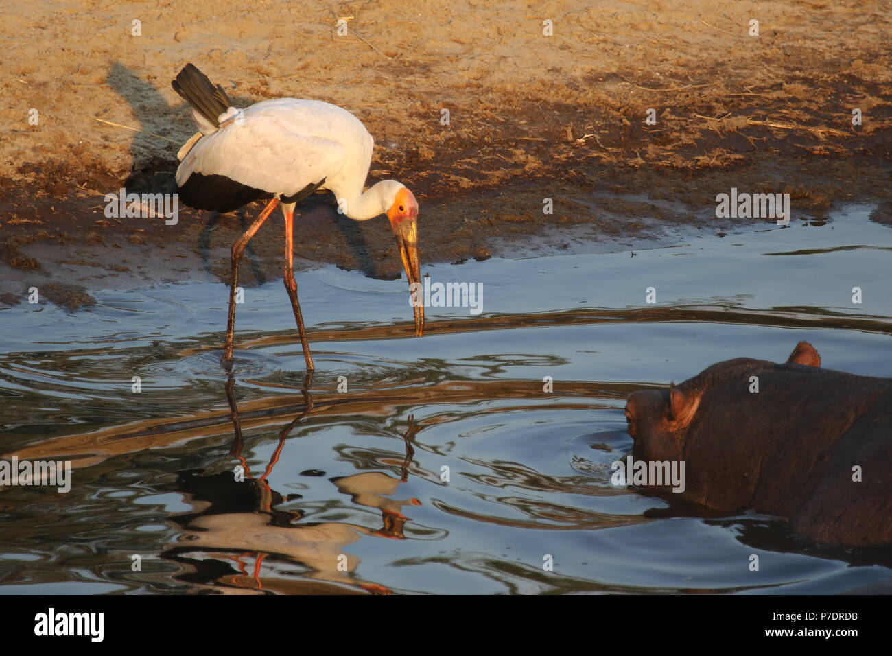 Hippo life and death Stock Photo - Alamy