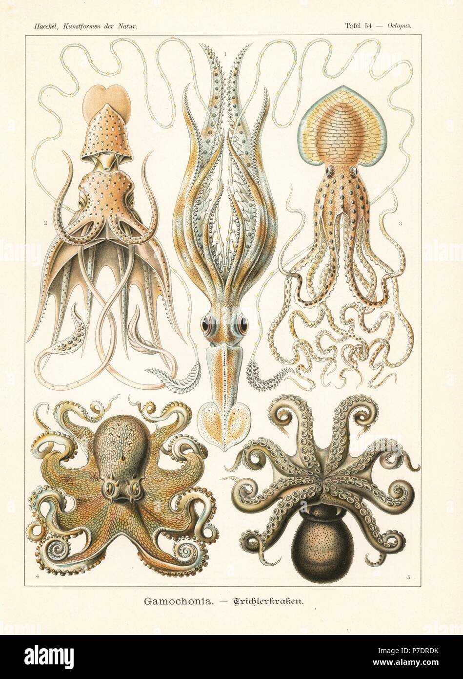 Gamochonia octopi and squid: long-armed squid, Chiroteuthis veranii ...