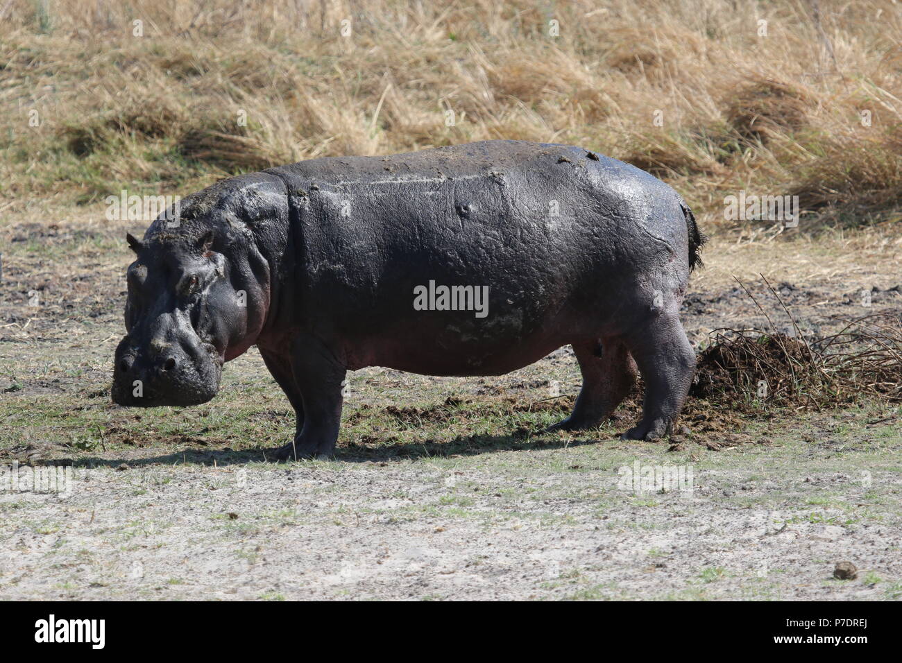 Hippo life and death Stock Photo - Alamy