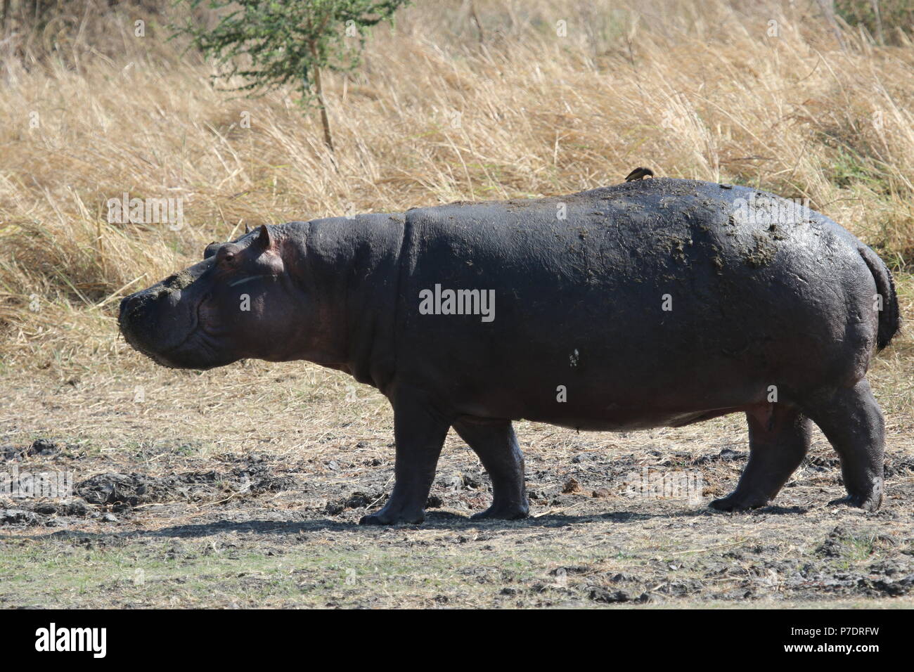 Africa tanzania hippopotamus hippopotamidae amphibius hi-res stock ...