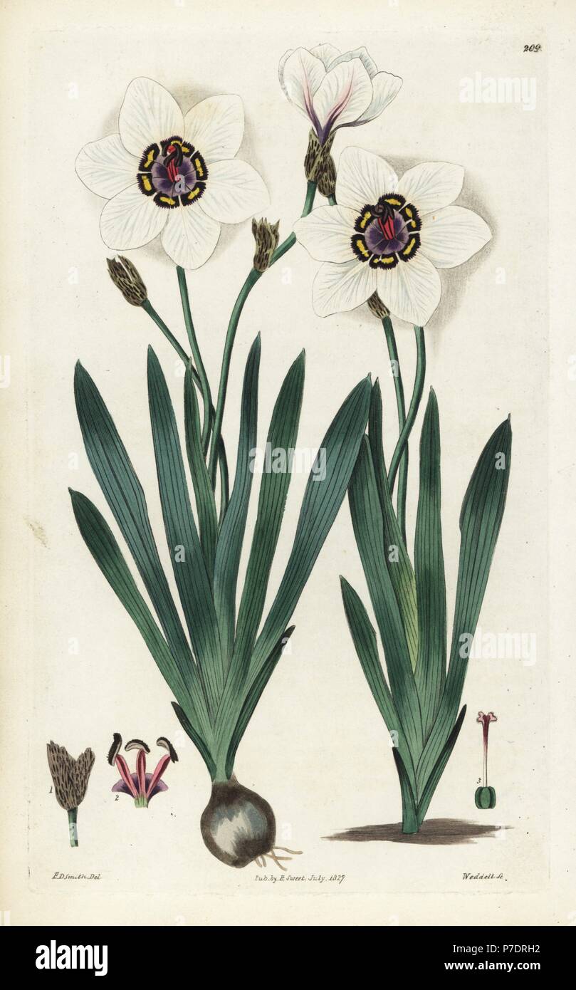 Harlequin flower, Sparaxis elegans (Elegant streptanthera ...