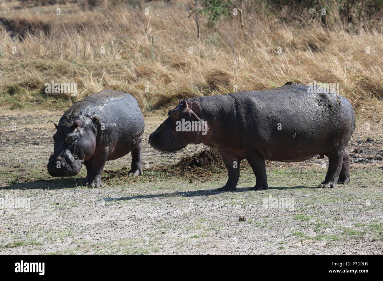 Africa tanzania hippopotamus hippopotamidae amphibius hi-res stock ...