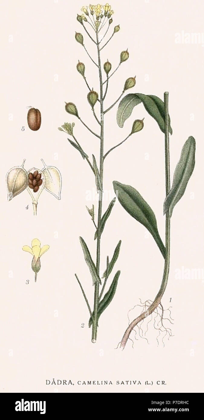 Camelina sativa hi-res stock photography and images - Alamy