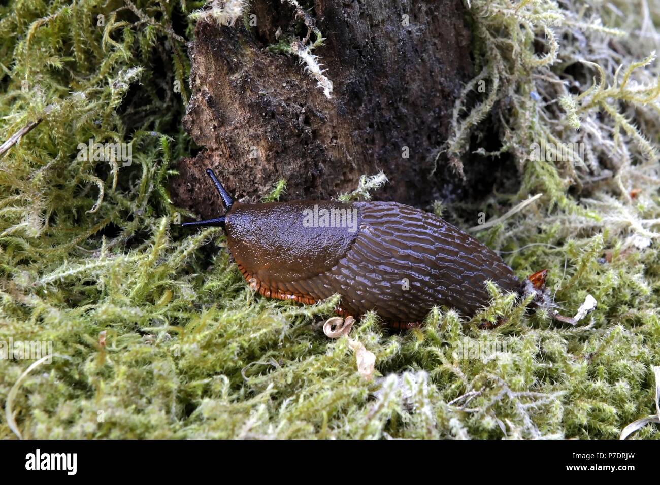 Spanish slug, Arion vulgaris, highly invasive pest Stock Photo - Alamy