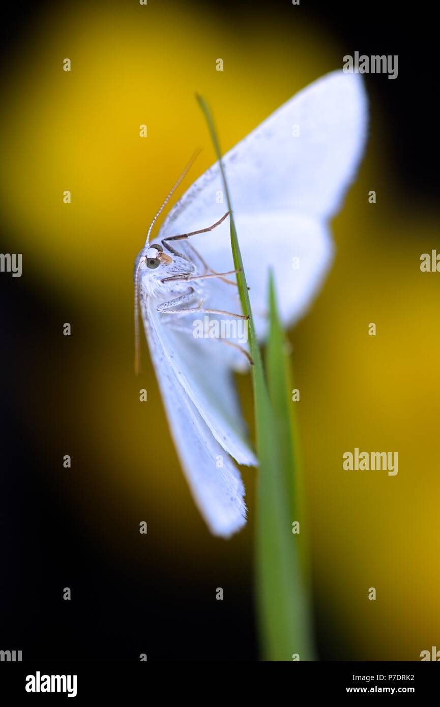 Common white wave moth, Cabera pusaria Stock Photo - Alamy
