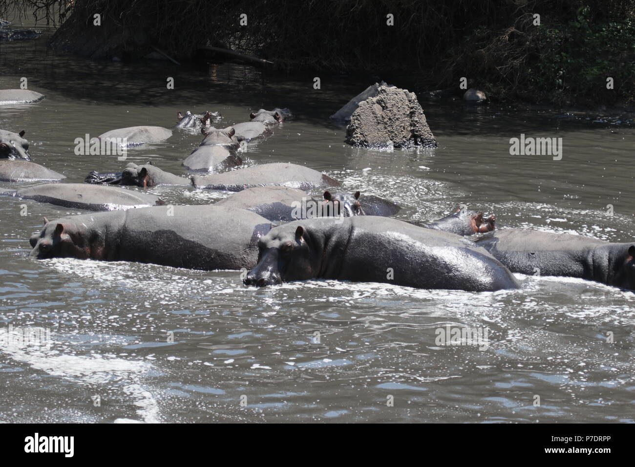 Africa tanzania hippopotamus hippopotamidae amphibius hi-res stock ...