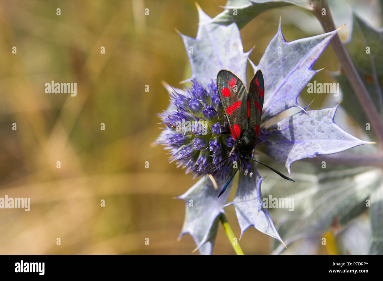 Six-spot Burnet Moth on European Sea Holly Stock Photo - Alamy