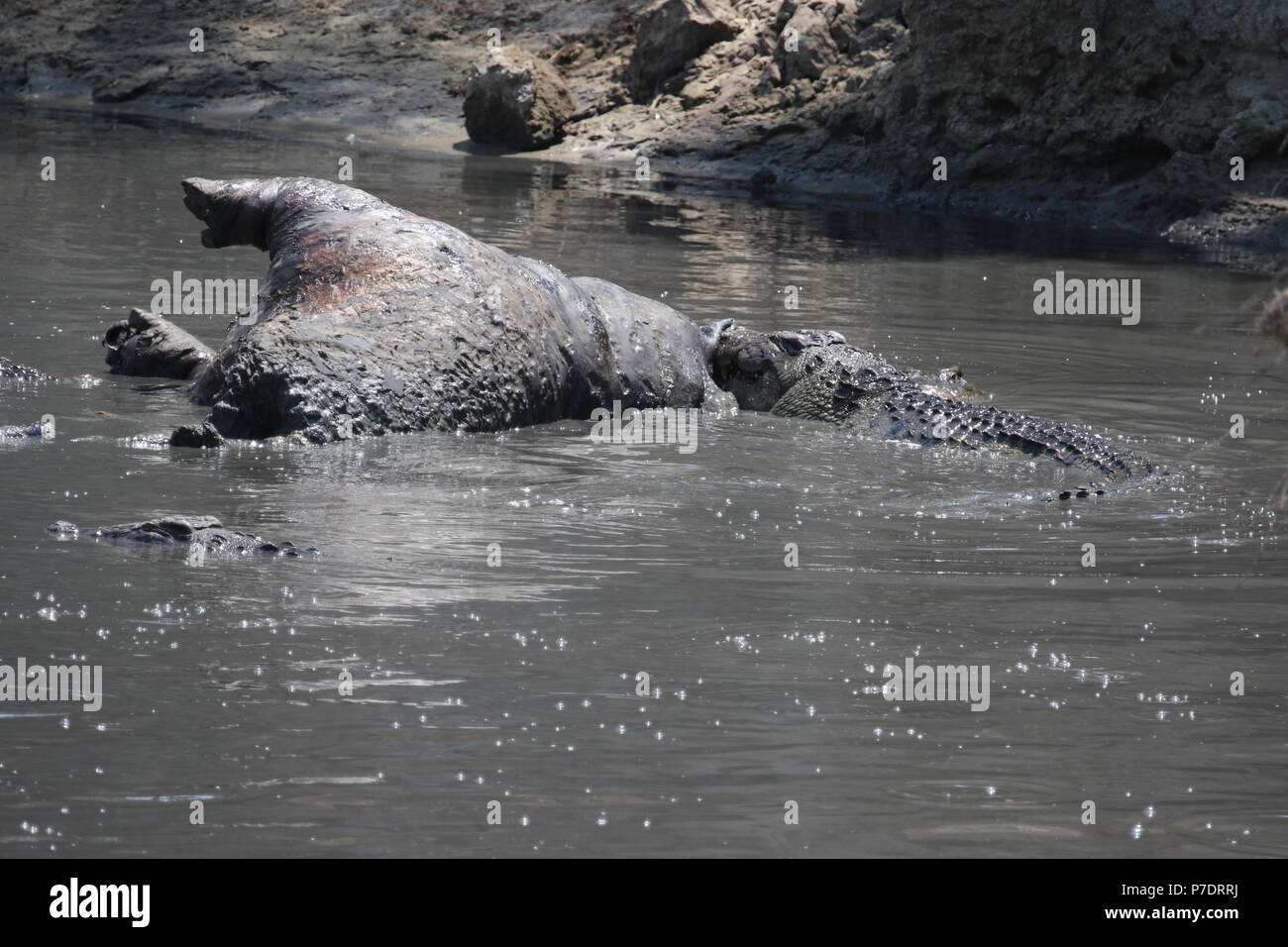 Crocodile and hippo crocodylus niloticus hi-res stock photography and ...