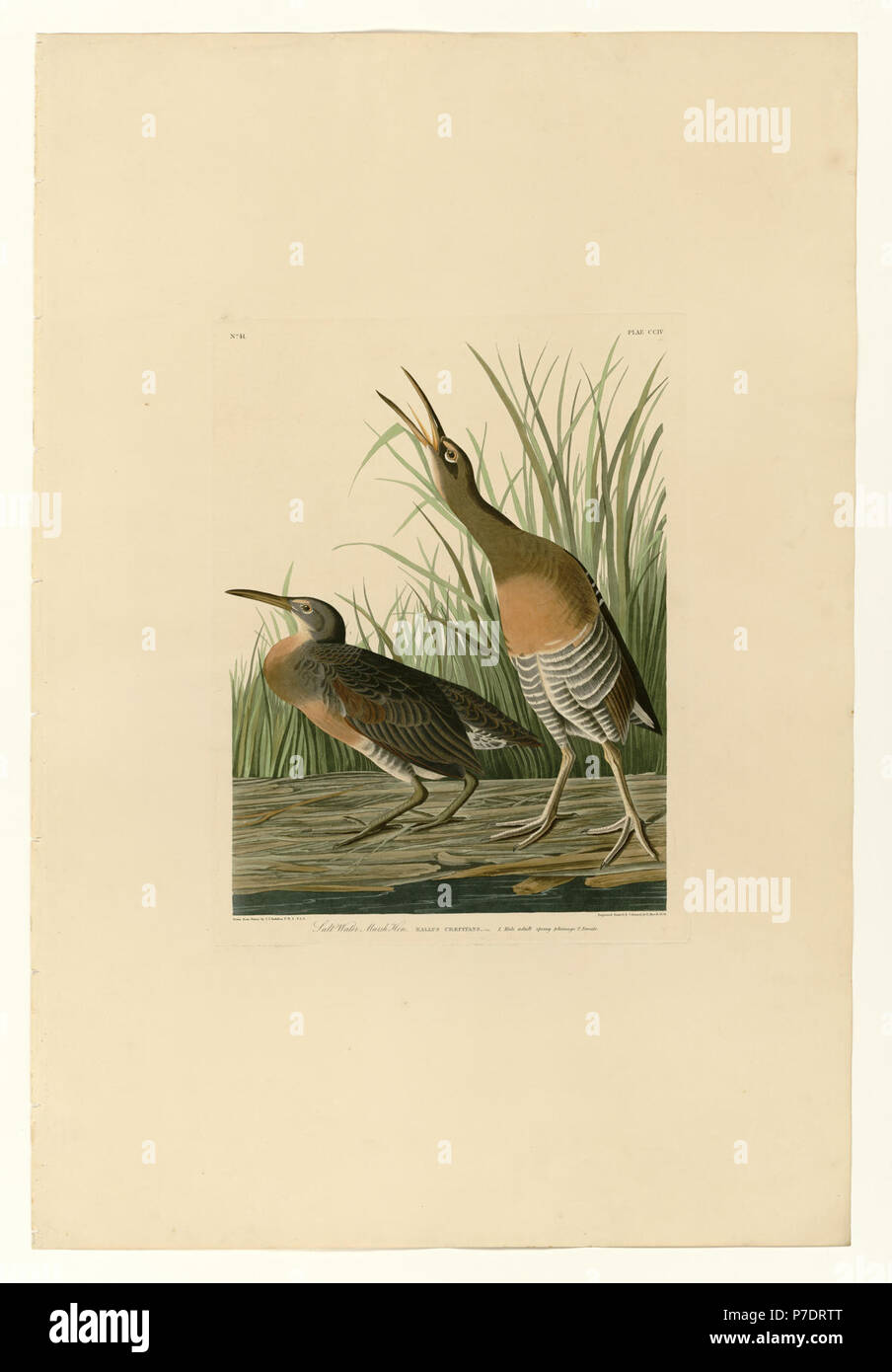 Salt water marsh hen hi-res stock photography and images - Alamy