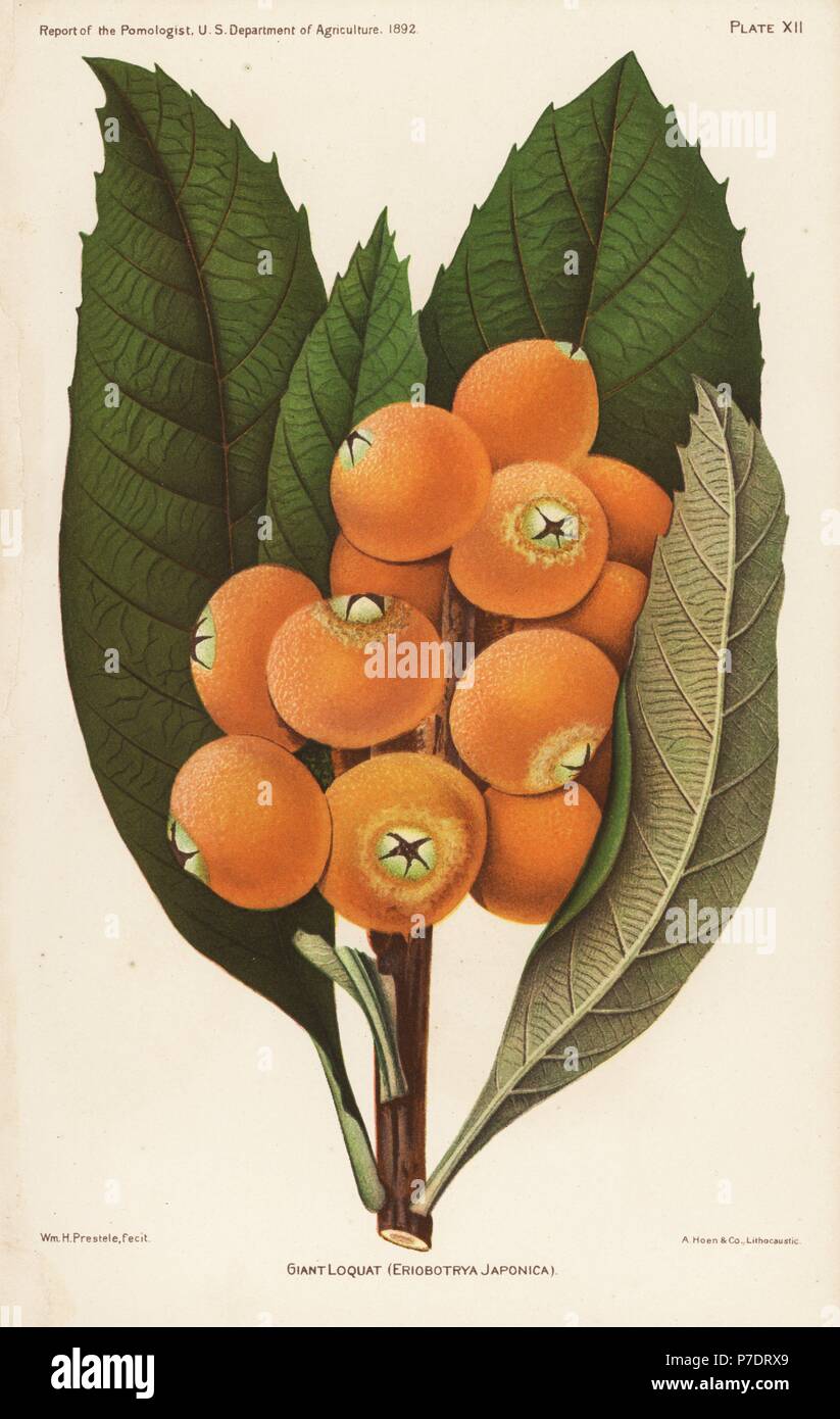 Giant loquat, Eriobotrya japonica. Chromolithograph (lithocaustic) by A ...
