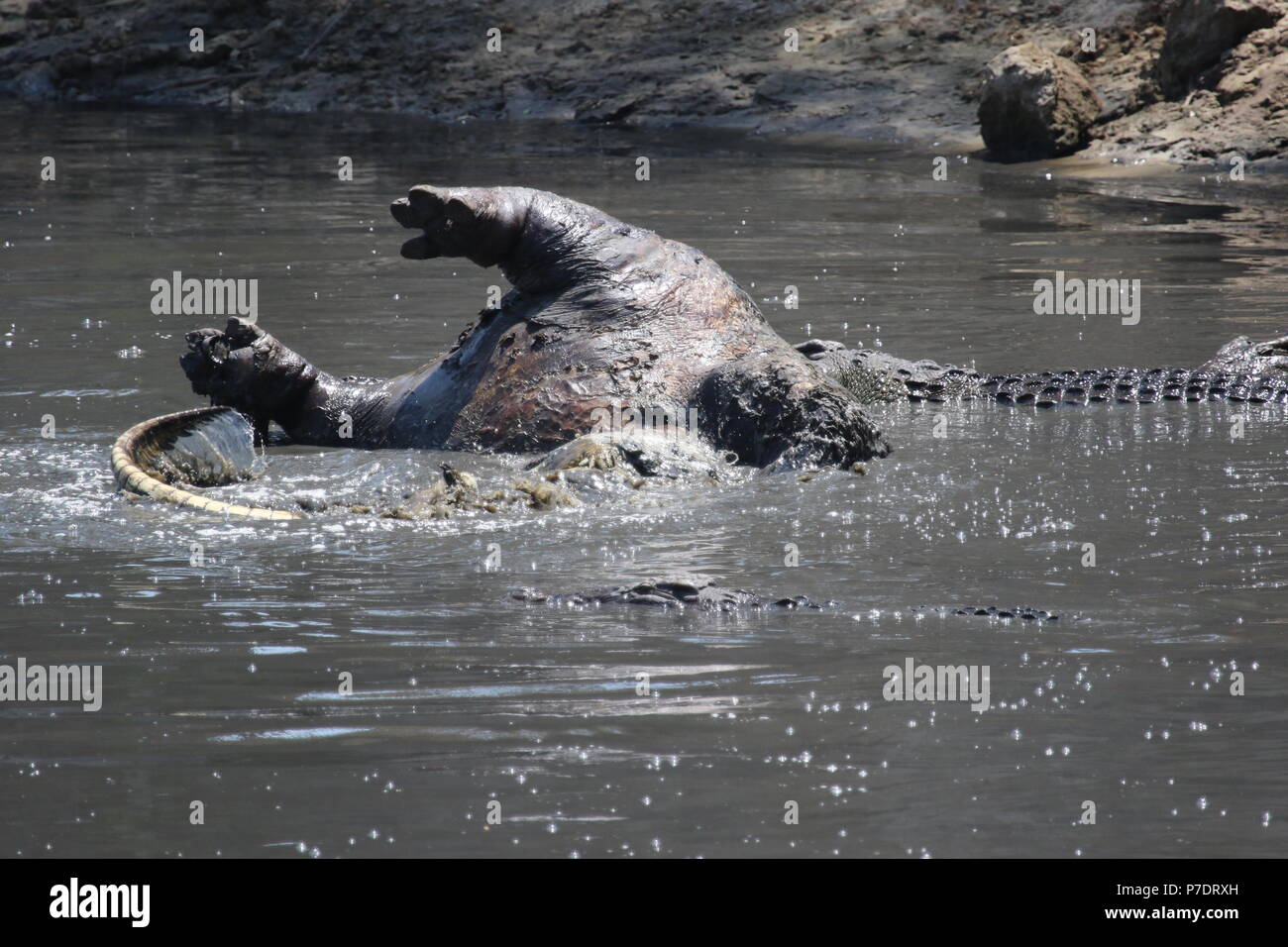 Hippo life and death Stock Photo - Alamy